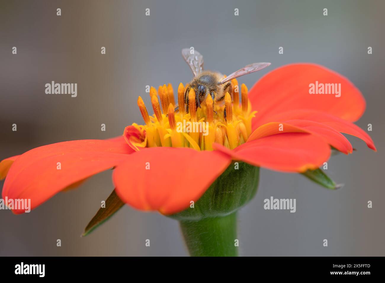 A honey bee on a Mexican sunflower, Tithonia rotundifolia Stock Photo ...