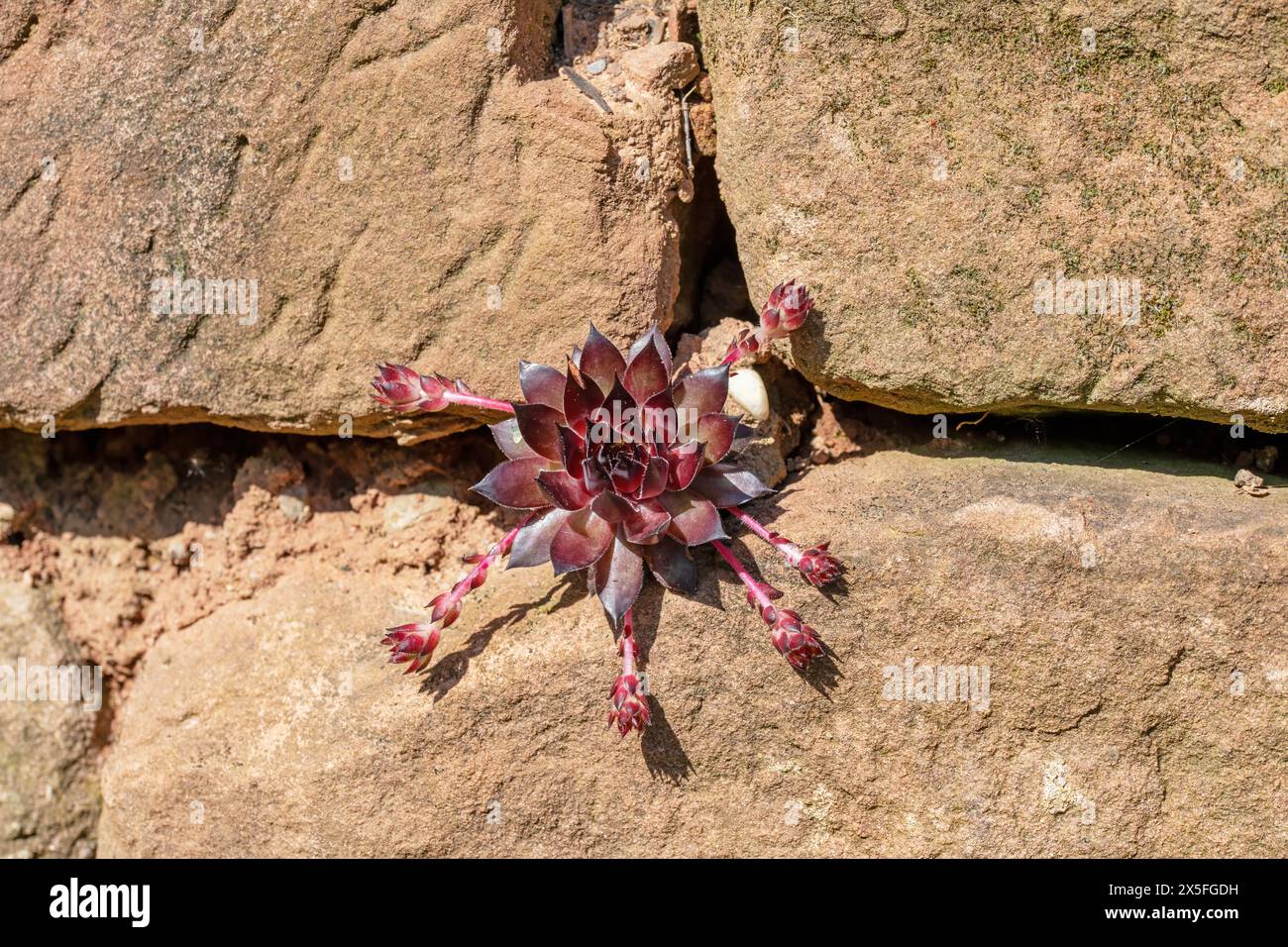 houseleek plants grows in a crevice between sandstones Stock Photo - Alamy