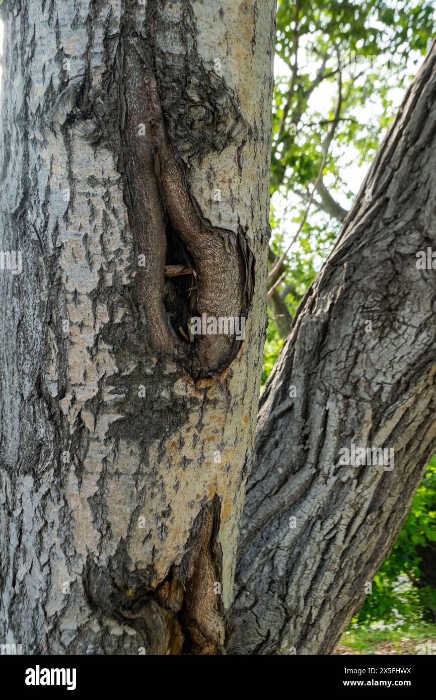 The bark of a tree is affected by a disease. The tree has a hole in it ...