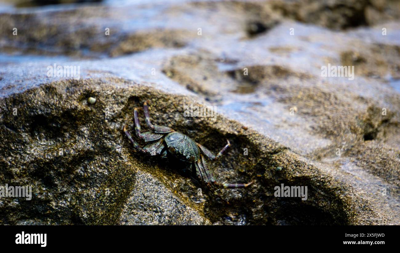 Charybdis feriata ( Rajungan karang, Crucifix Crab, Crucifix Swimming ...