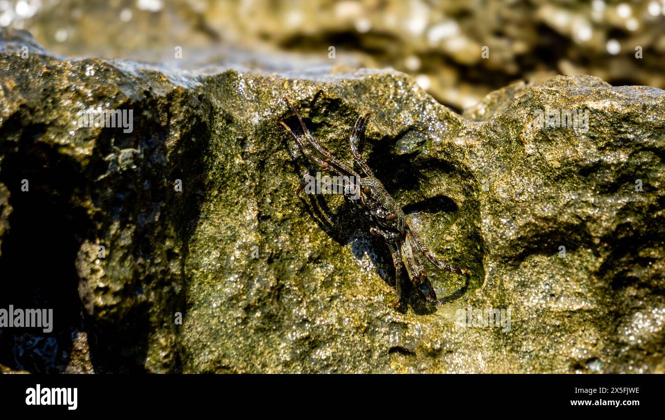 Charybdis feriata ( Rajungan karang, Crucifix Crab, Crucifix Swimming ...