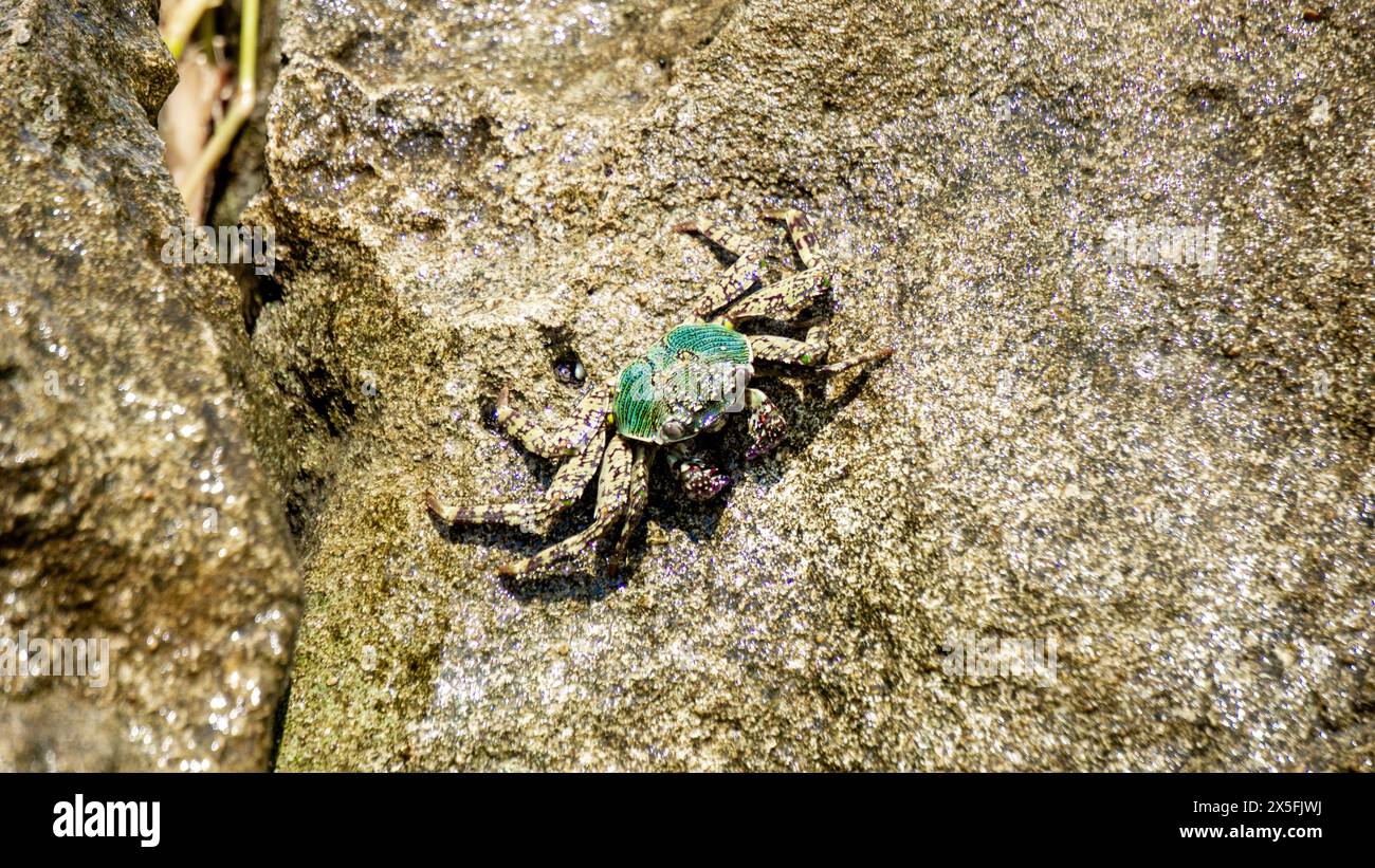 Charybdis feriata ( Rajungan karang, Crucifix Crab, Crucifix Swimming ...