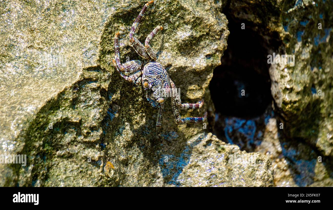 Charybdis feriata ( Rajungan karang, Crucifix Crab, Crucifix Swimming ...