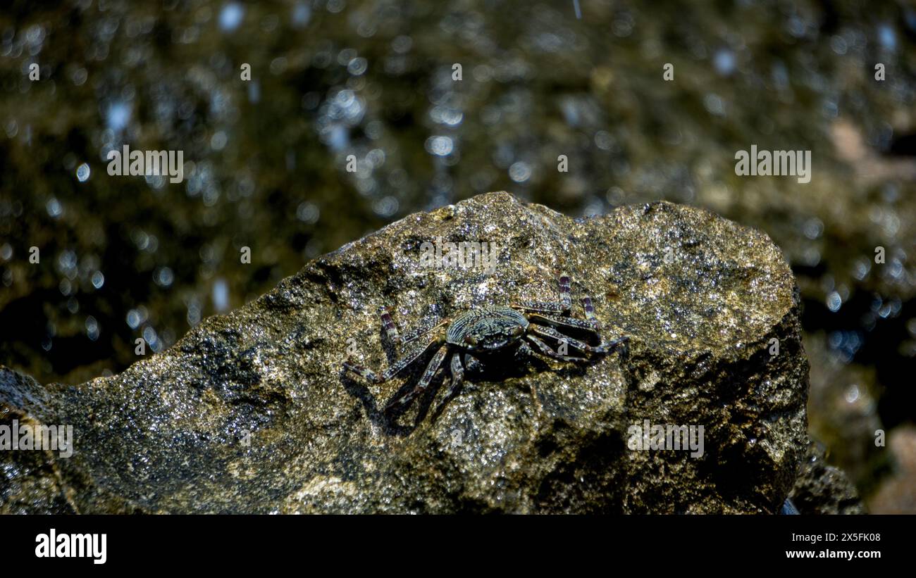 Charybdis feriata ( Rajungan karang, Crucifix Crab, Crucifix Swimming ...