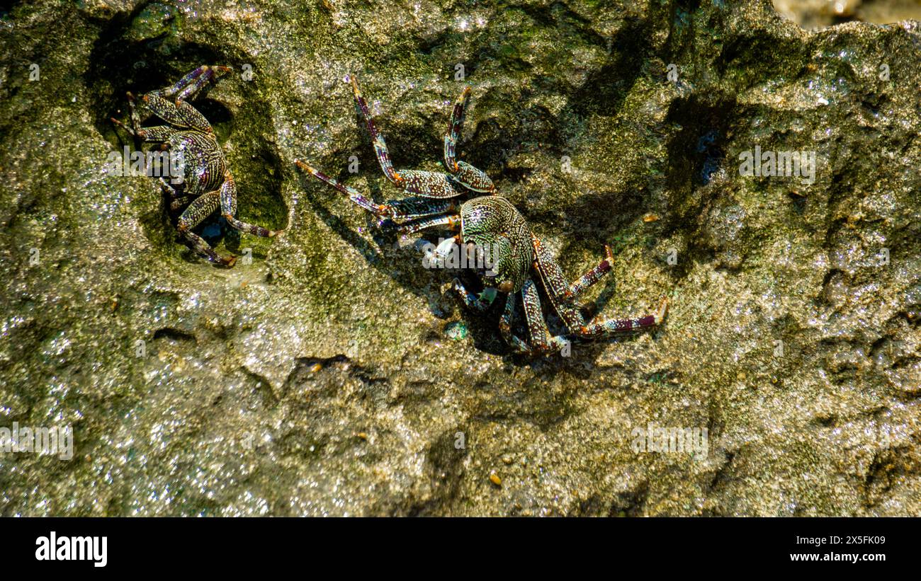 Charybdis feriata ( Rajungan karang, Crucifix Crab, Crucifix Swimming ...
