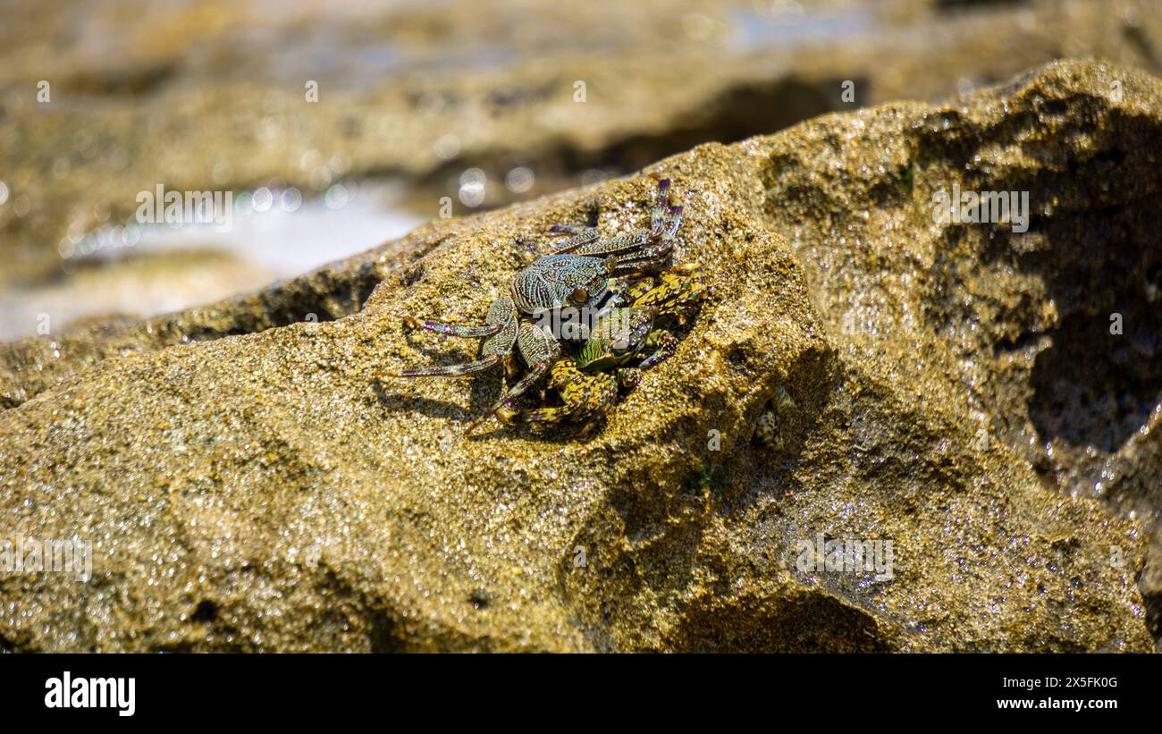 Charybdis feriata ( Rajungan karang, Crucifix Crab, Crucifix Swimming ...