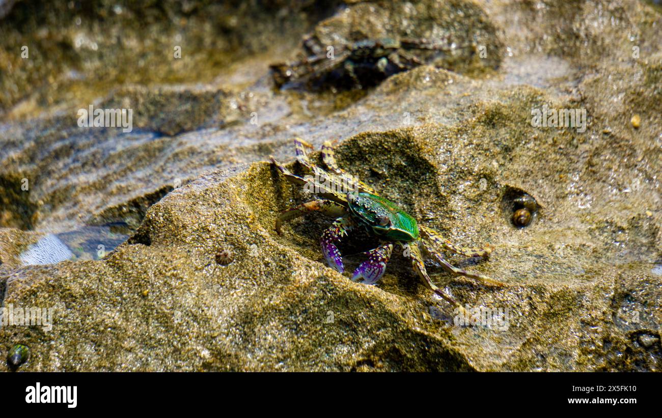 Charybdis feriata ( Rajungan karang, Crucifix Crab, Crucifix Swimming ...