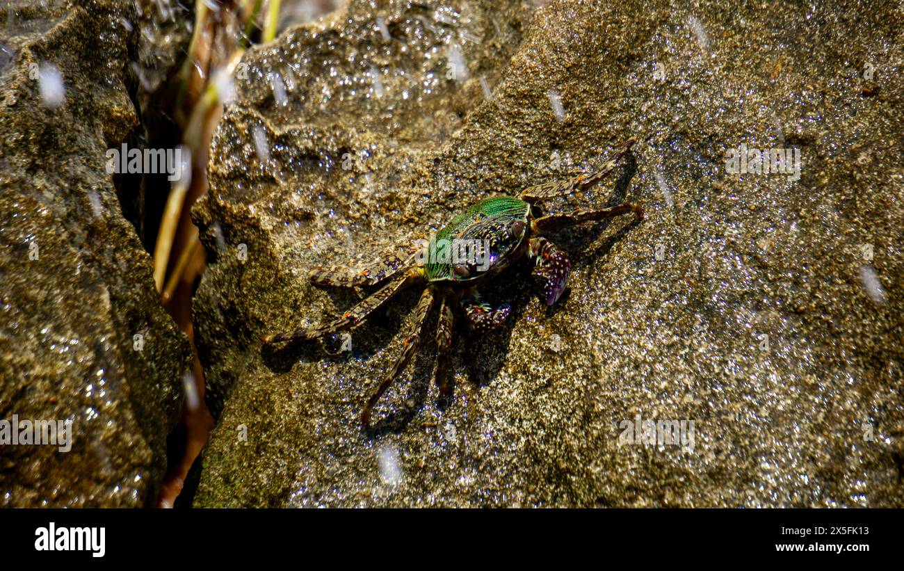 Charybdis feriata ( Rajungan karang, Crucifix Crab, Crucifix Swimming ...