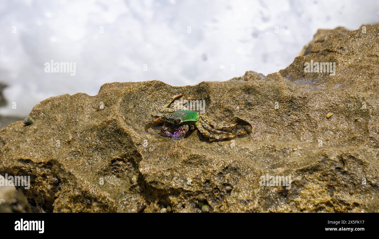 Charybdis feriata ( Rajungan karang, Crucifix Crab, Crucifix Swimming ...