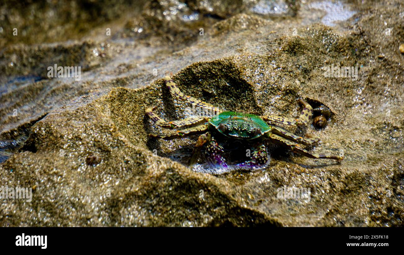 Charybdis feriata ( Rajungan karang, Crucifix Crab, Crucifix Swimming ...
