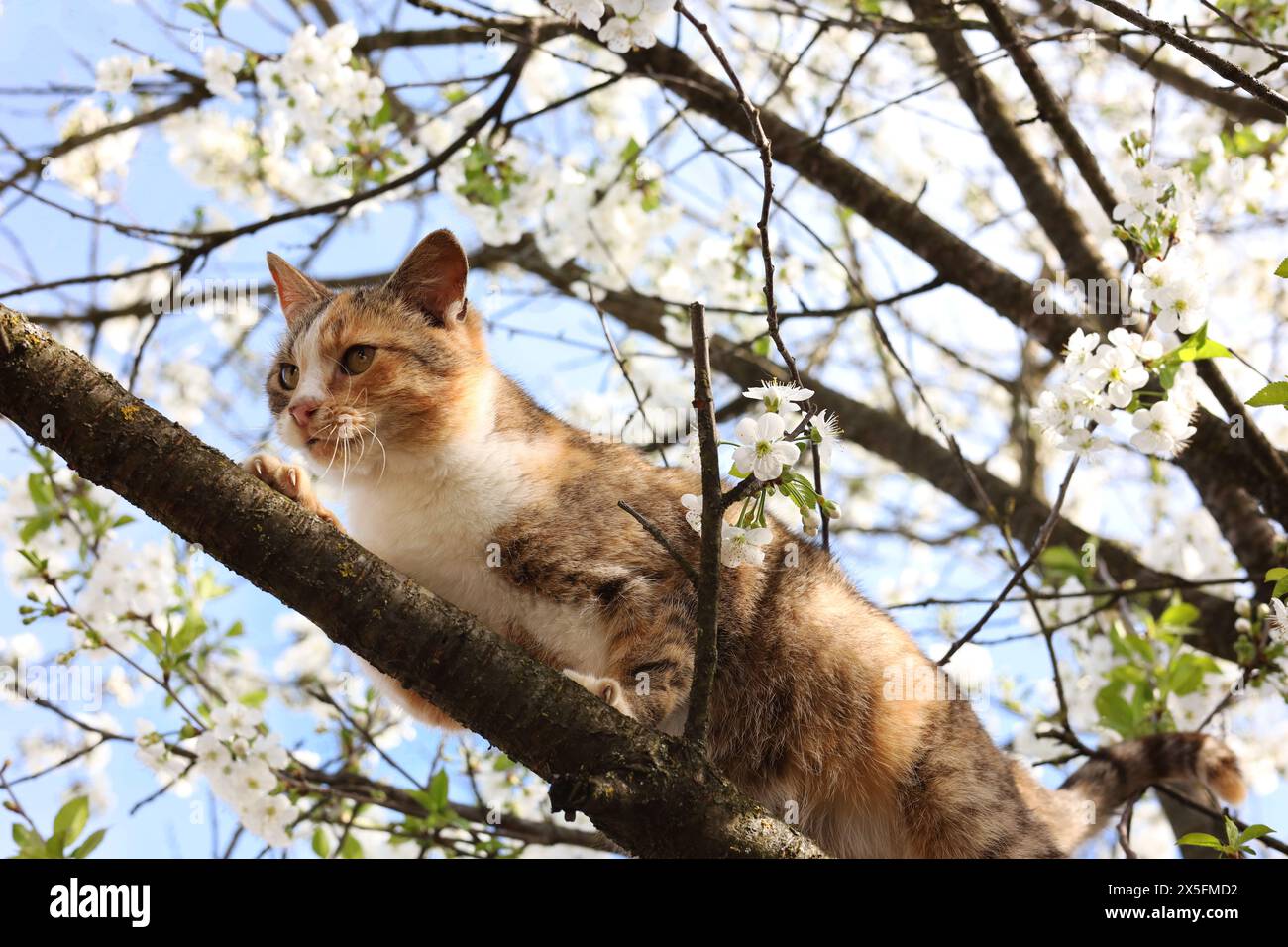 Domestic cat cherry tree hi-res stock photography and images - Alamy
