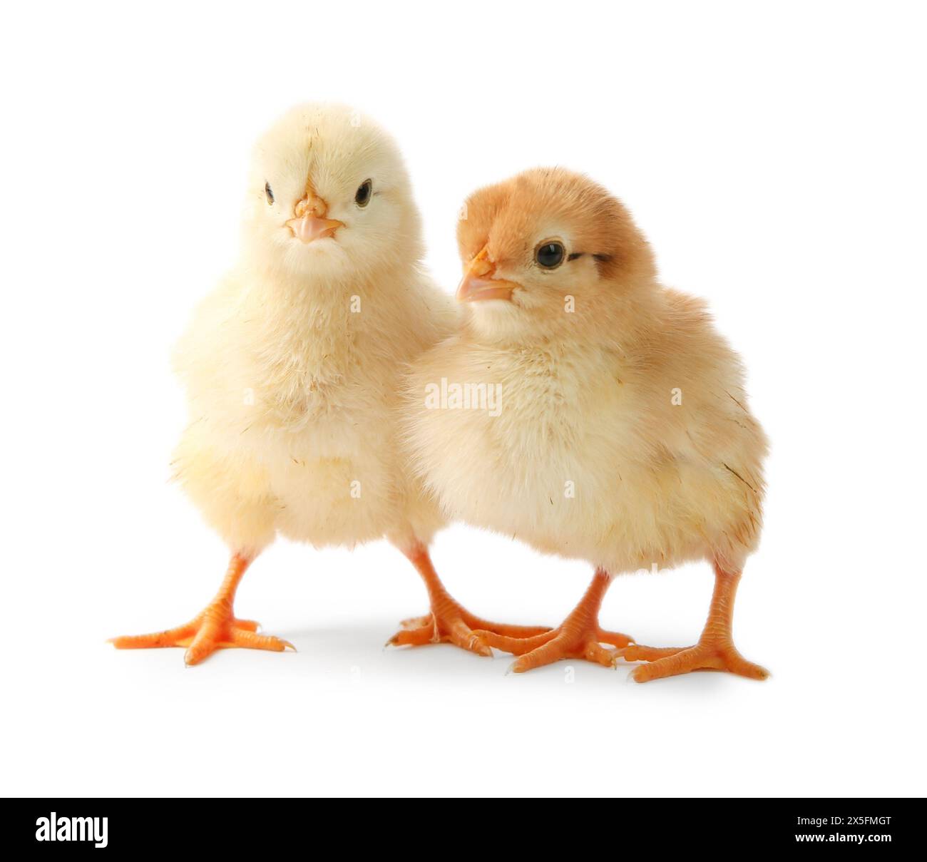 Two cute chicks isolated on white. Baby animals Stock Photo - Alamy