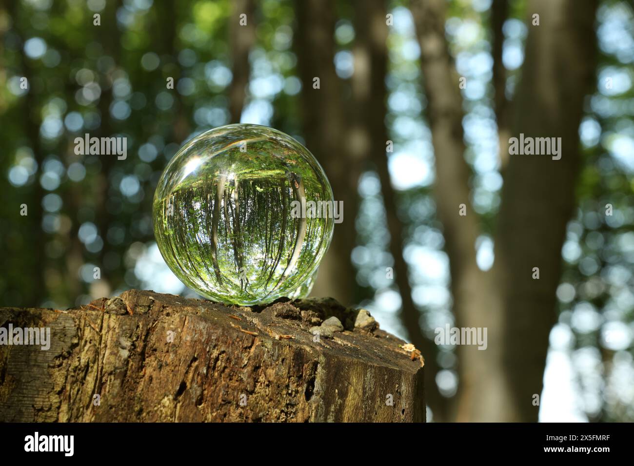 Green trees outdoors, overturned reflection. Crystal ball on stump in ...