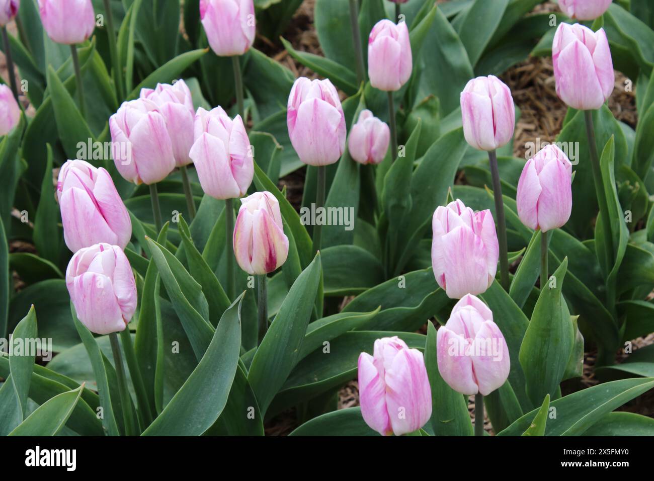 Tulip 'Flaming Flag' Stock Photo - Alamy