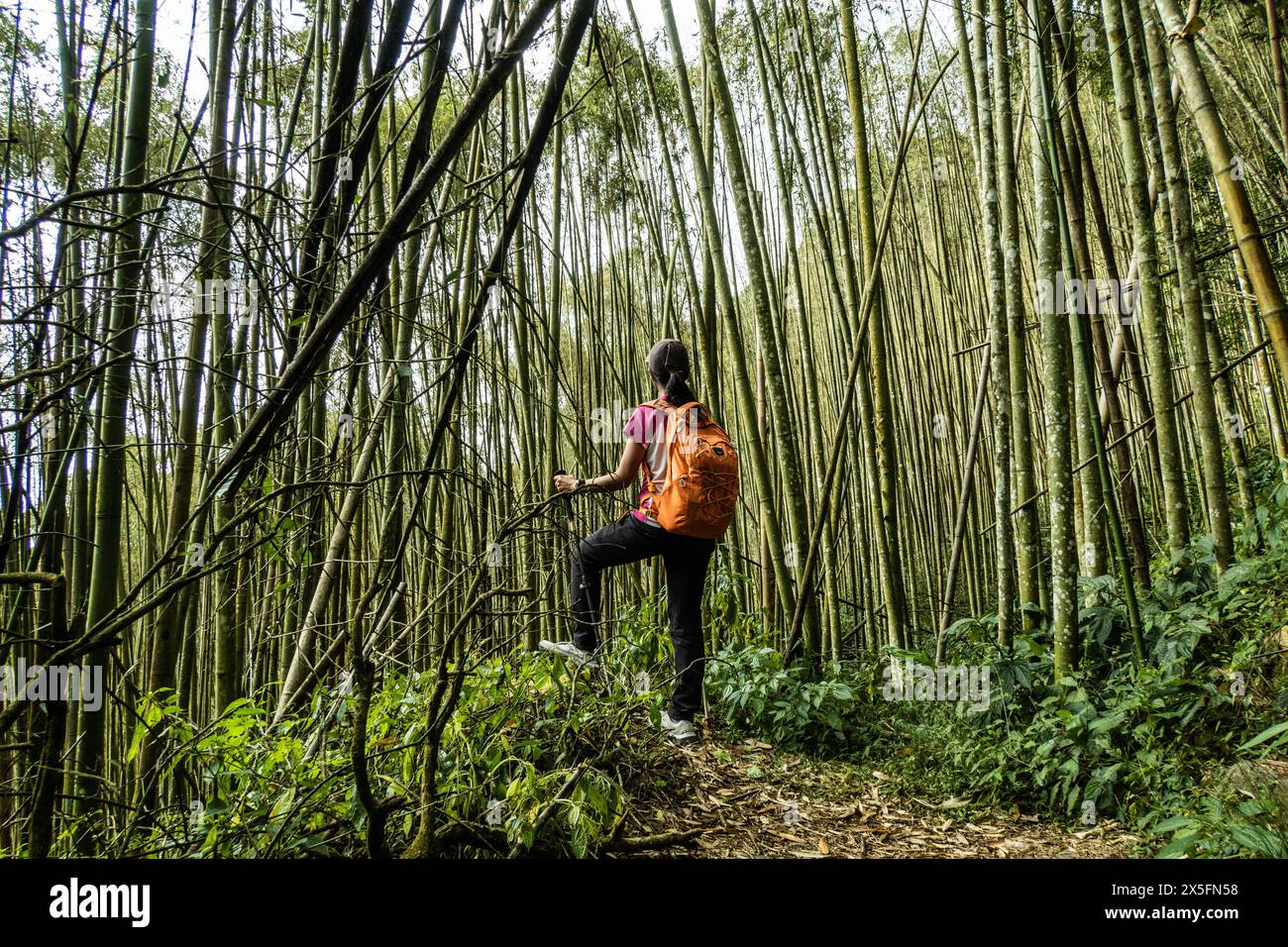 Moso bamboo forest on the Fenrui Historic Trail, Fenqihu, Chiayi ...