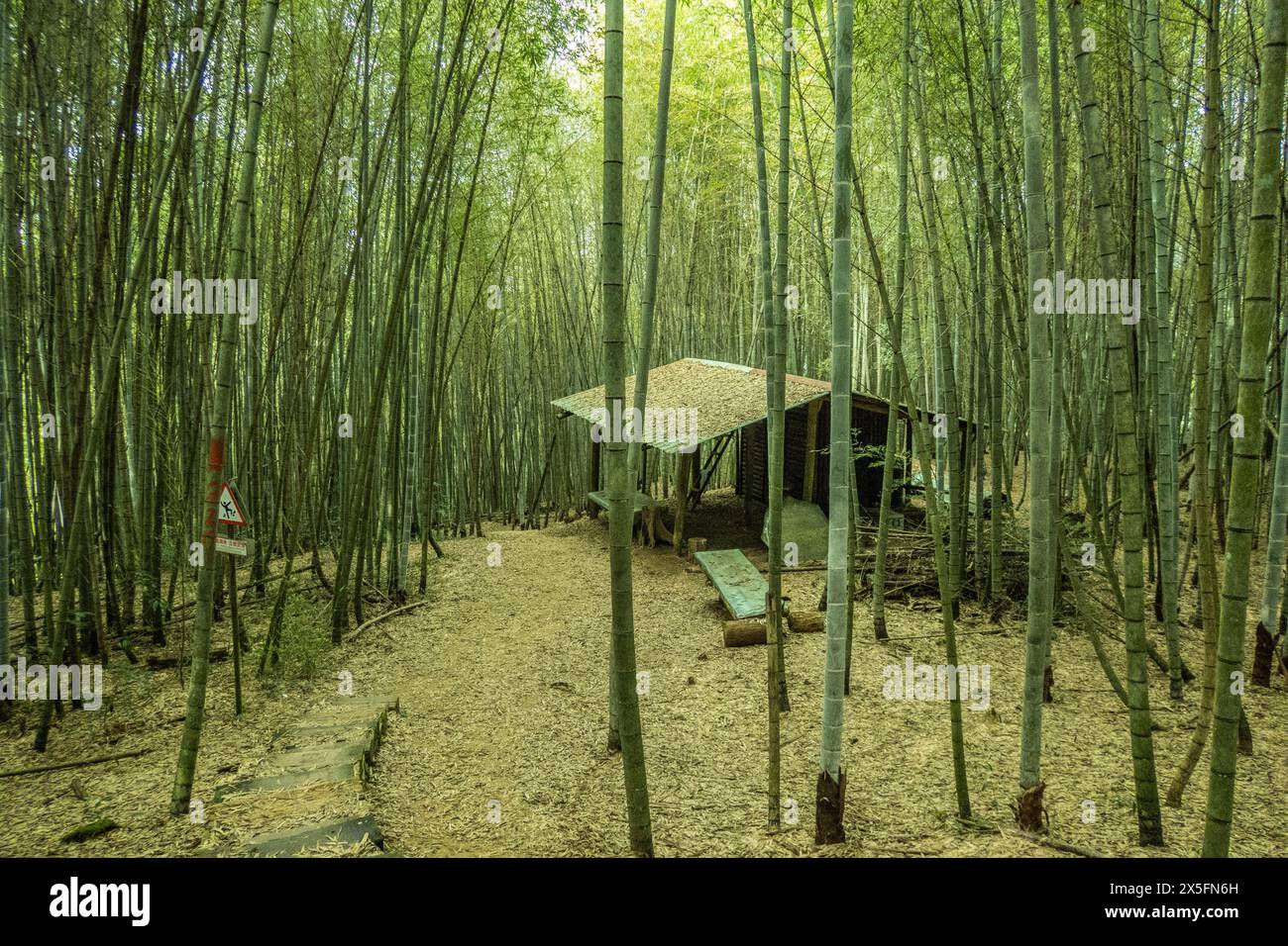 Moso bamboo forest on the Fenrui Historic Trail, Fenqihu, Chiayi ...