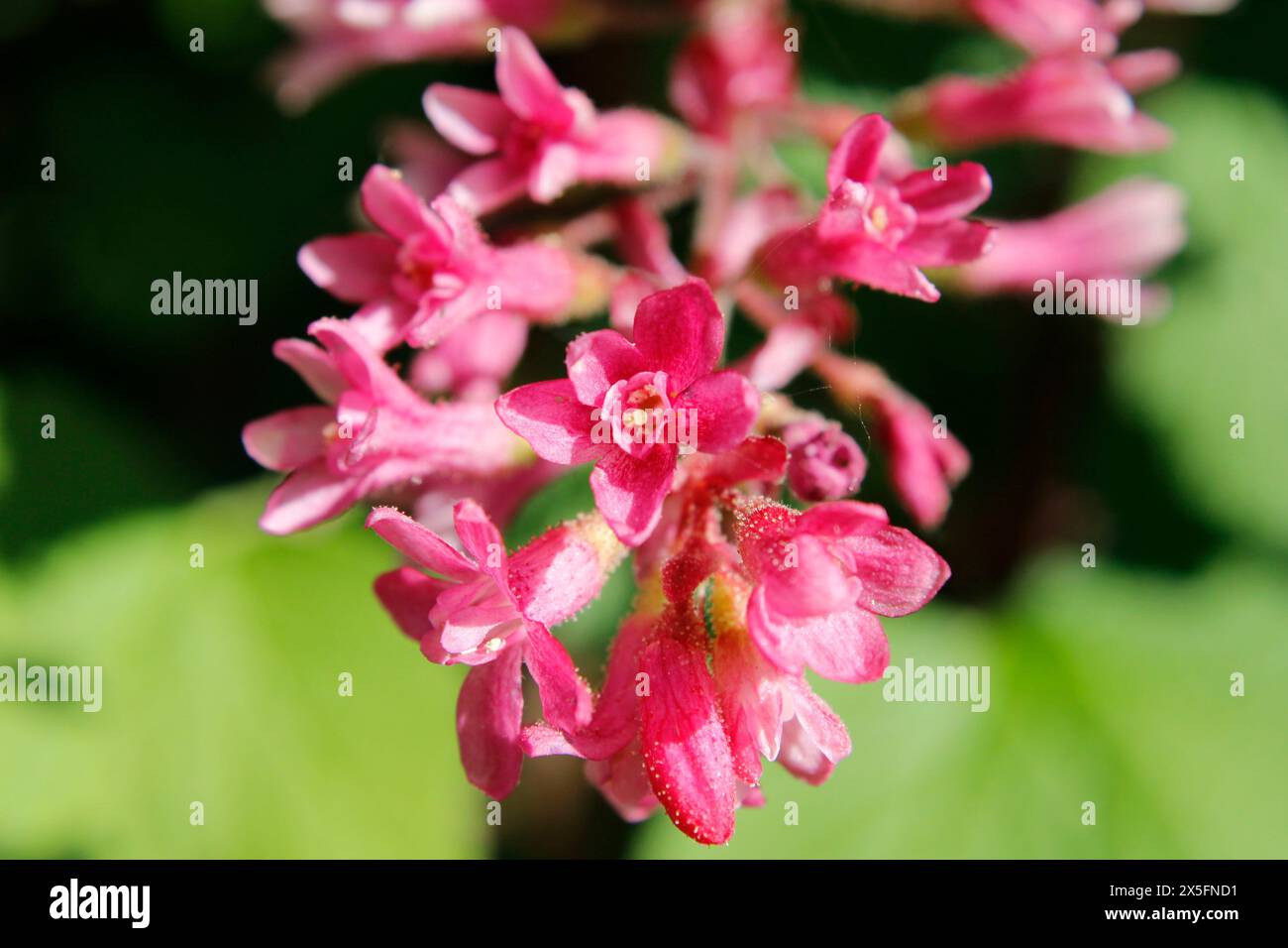 Detail red currant hi-res stock photography and images - Alamy