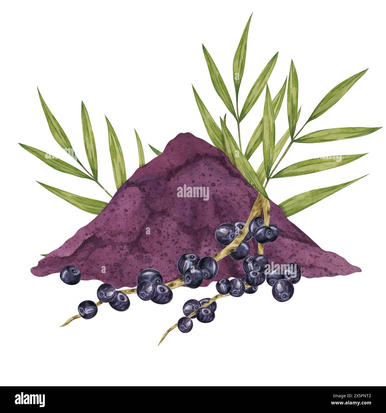 Acai berries superfood, powder and palm leaves. Exotic purple tropical ...