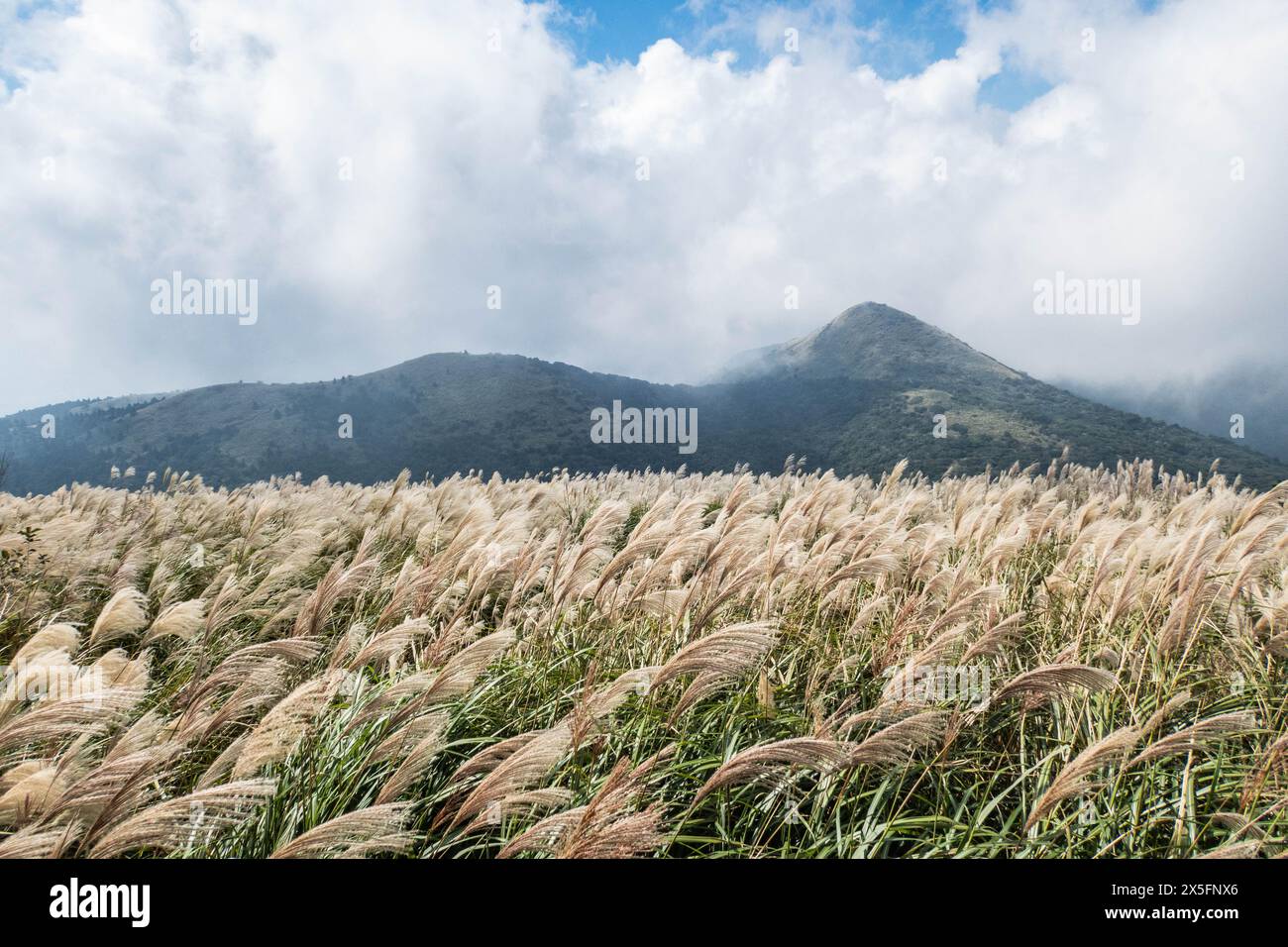 Fumaroles and Chinese silvergrass in Xiaoyoukeng Recreation Area ...