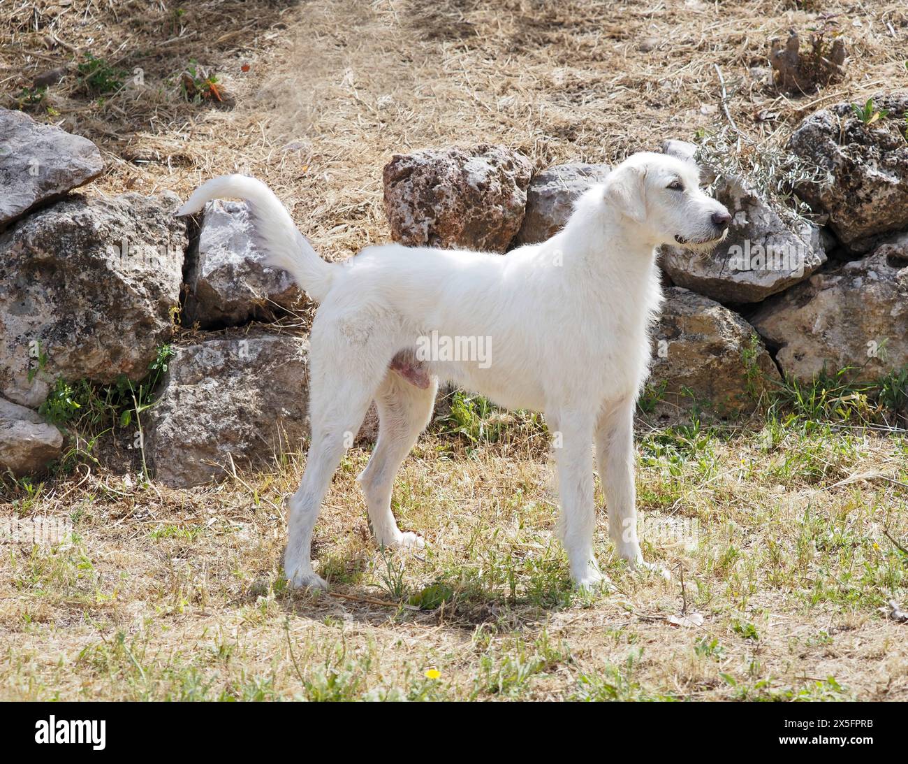 Portrait of Valdueza Montero hunting dog, a new pure Spanish native ...
