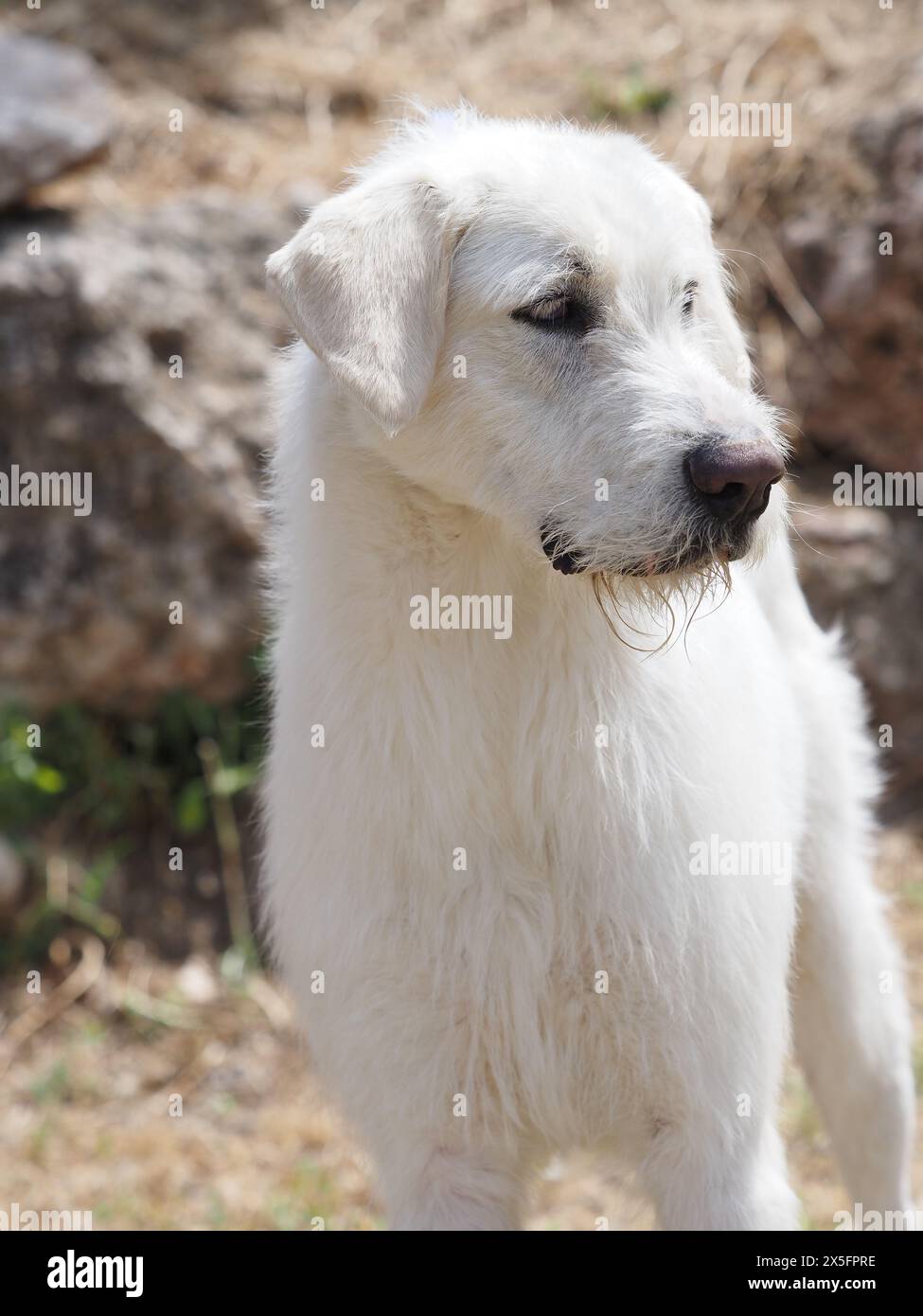 Portrait of Valdueza Montero hunting dog, a new pure Spanish native ...