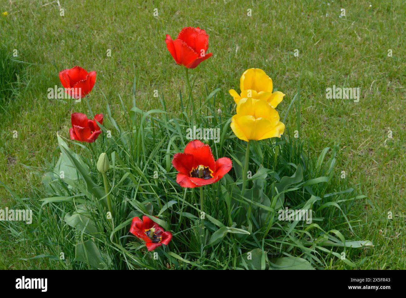 Front view of tulips that opened in the late Spring in Canada Stock ...