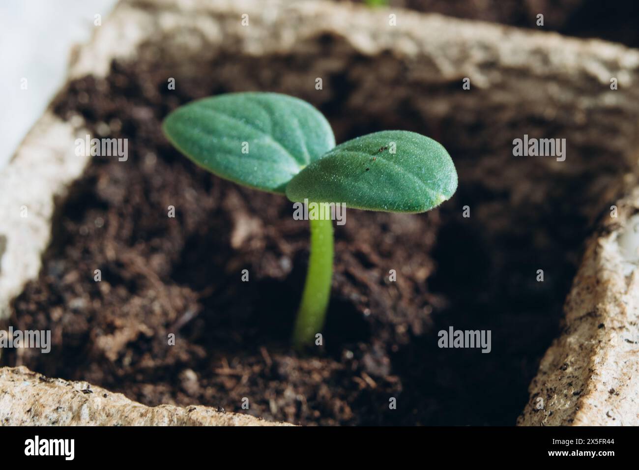 Single young plant sprouting in biodegradable pot, focusing on the ...