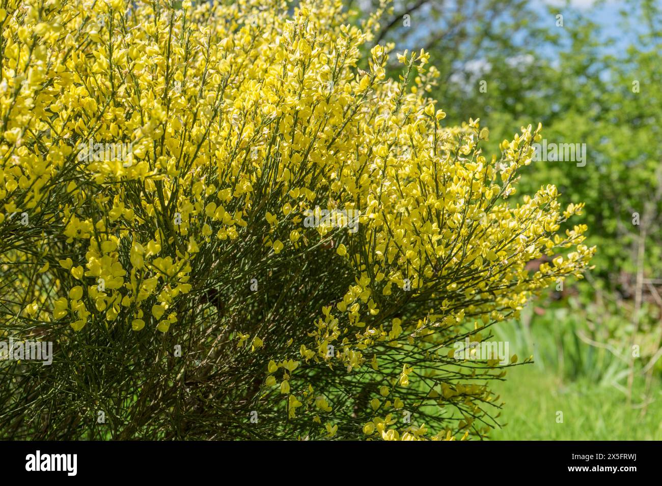 Yellow gorse blossom hi-res stock photography and images - Alamy