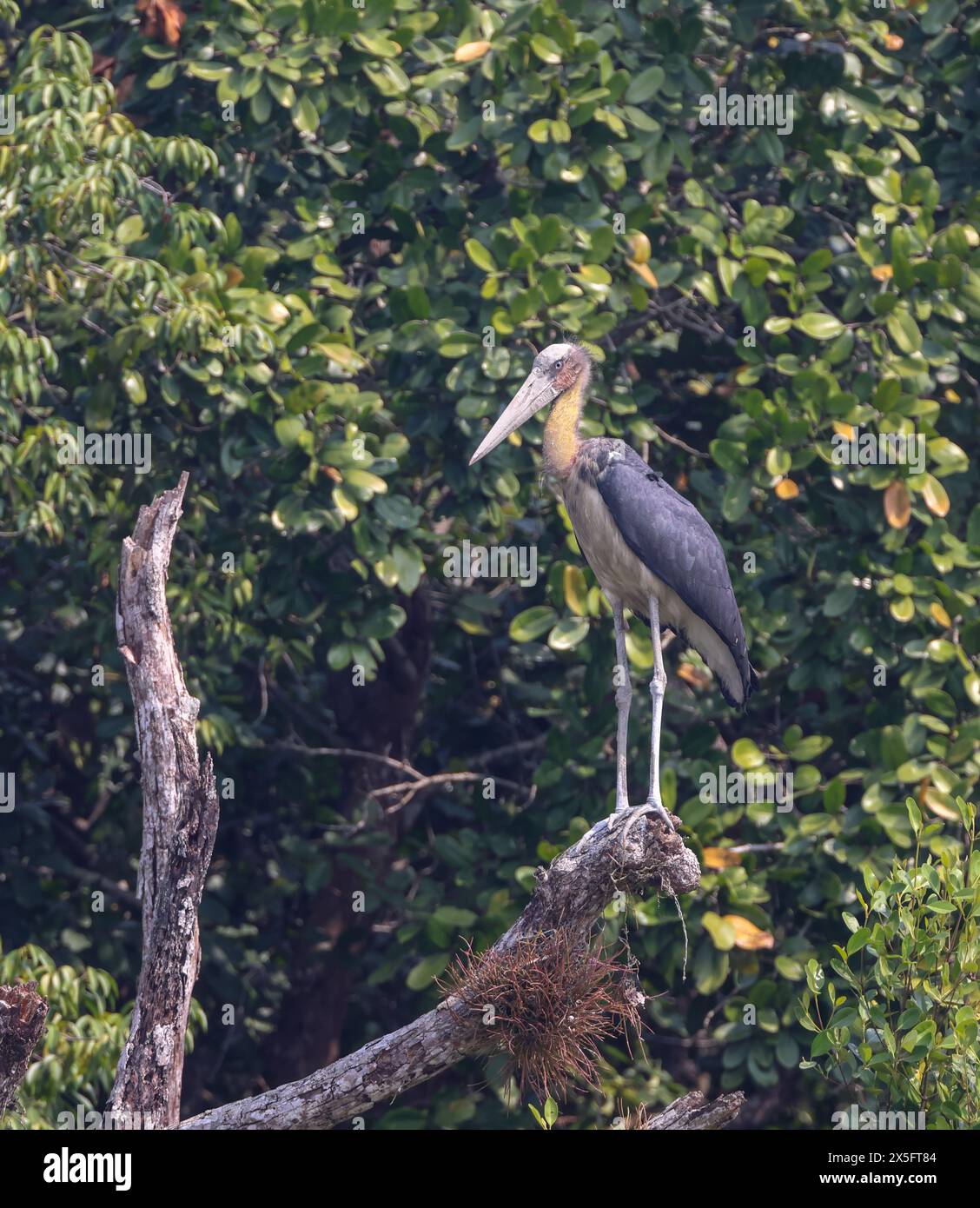 wild lesser adjutant in sundarbans. this photo was taken from ...
