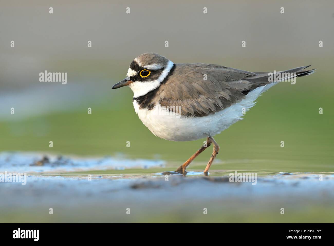 Litte ringed plover Charadrius dubius bird rain water in pond wetland ...