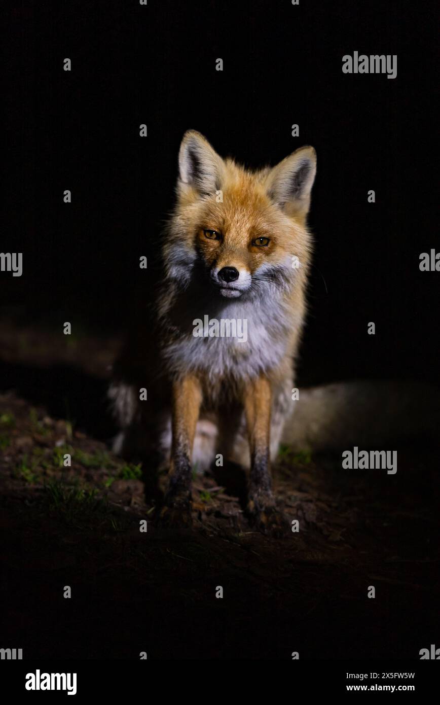 Majestic red fox captured in sharp detail against dark forest backdrop ...