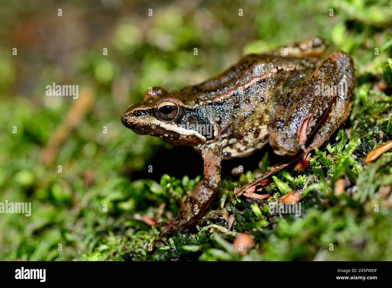 Long-legged frog (Rana iberica) in Valverde, Monforte de Lemos, Lugo ...
