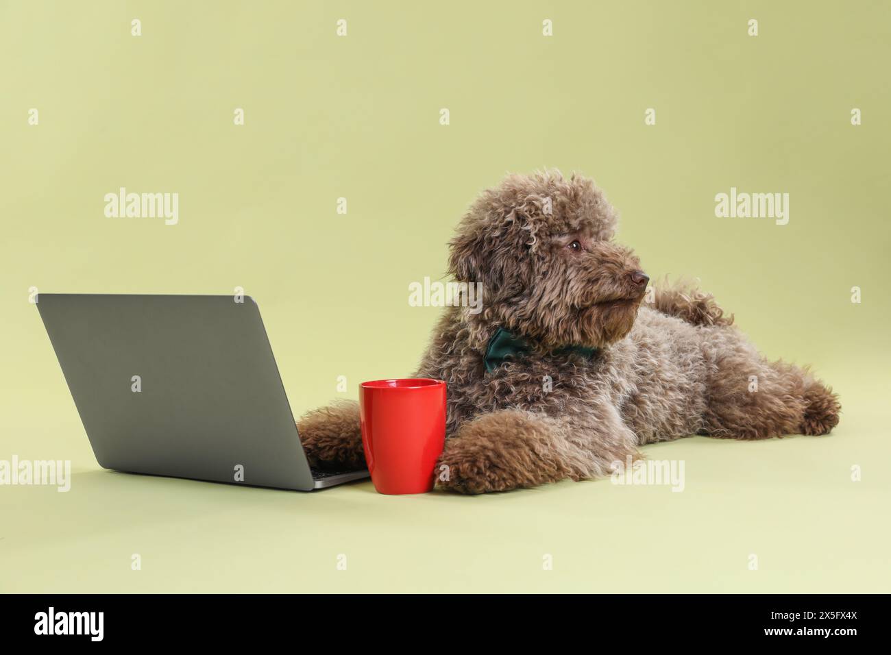 Cute Toy Poodle dog near laptop and cup on green background Stock Photo ...