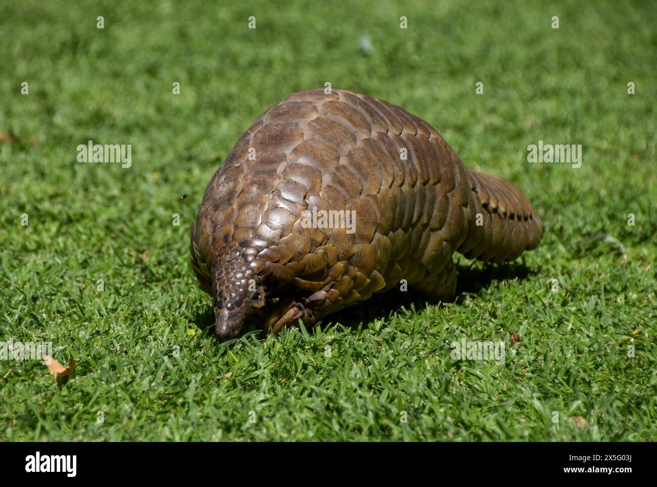 Zimbabwe, 3rd May 2024. A Cape pangolin, also known as Temminck's ...