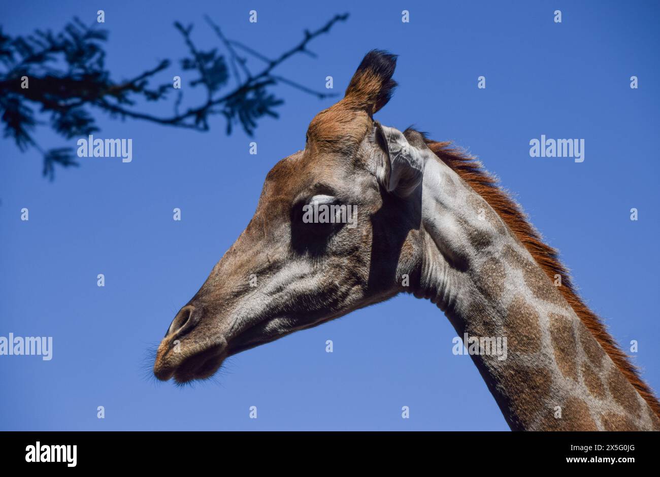 Zimbabwe, 3rd May 2024. Portrait of a giraffe in a nature reserve in ...