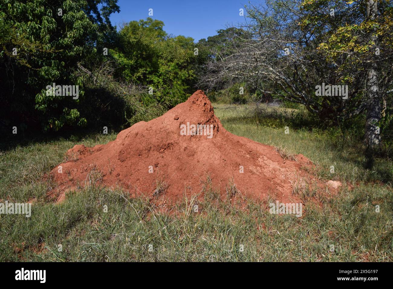 A large termite mound in a nature reserve in Zimbabwe, April 2024 ...