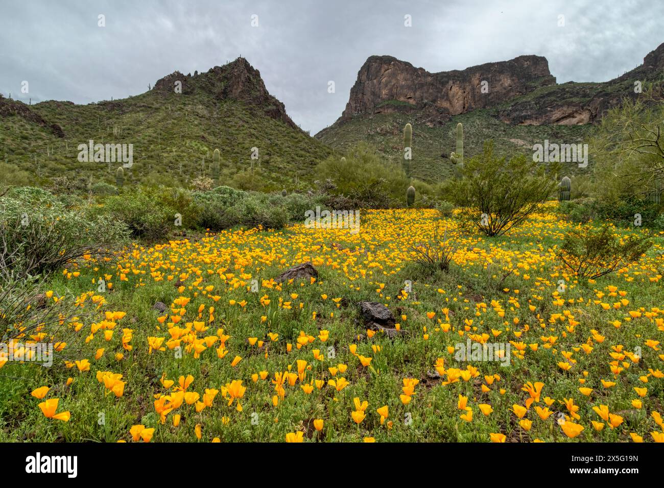 Spring wildflowers at Picacho Peak State Park near Phoenix, Arizona ...