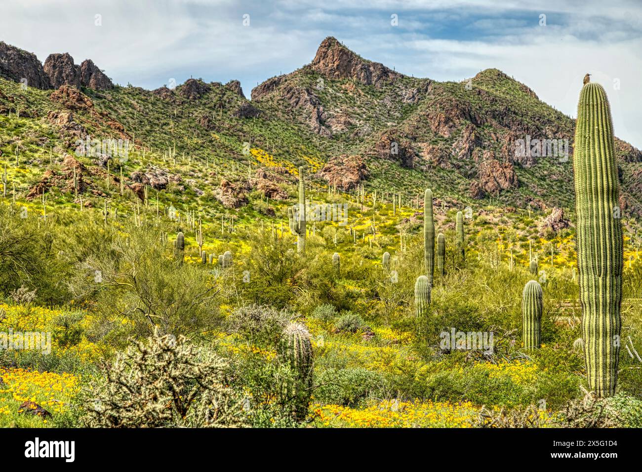 Spring wildflowers at Picacho Peak State Park near Phoenix, Arizona ...