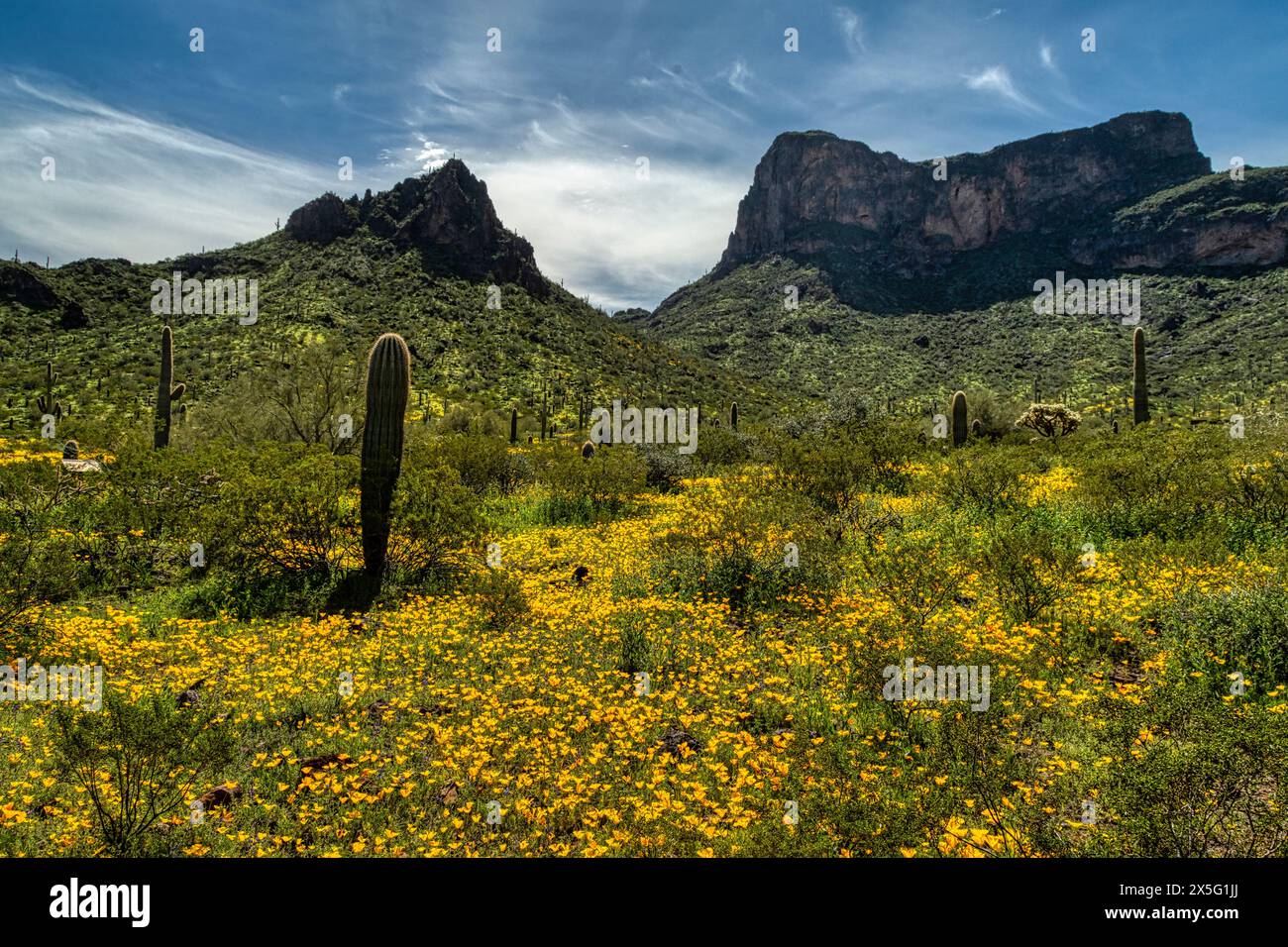 Spring wildflowers at Picacho Peak State Park near Phoenix, Arizona ...