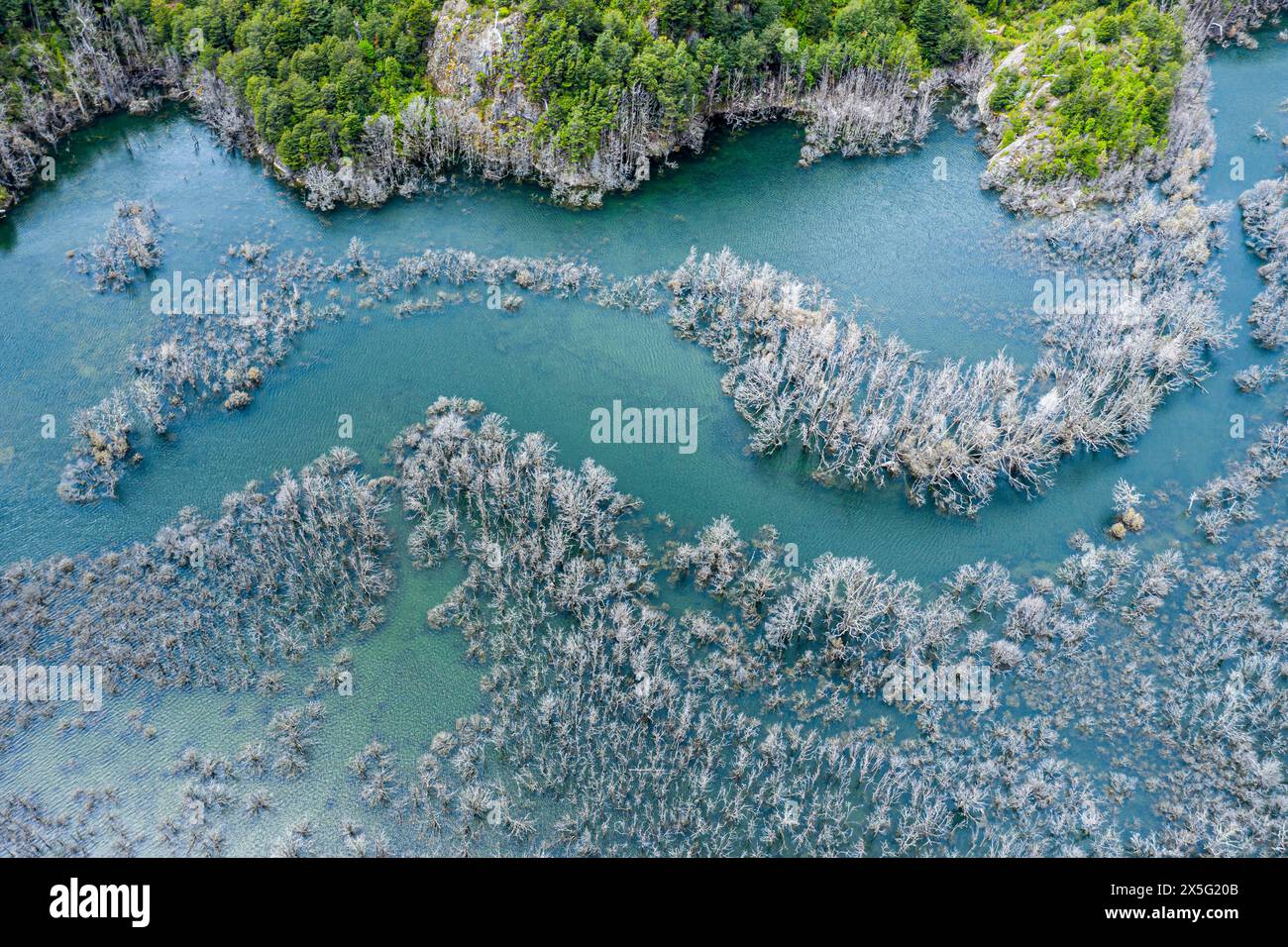 Flooded forest with dead trees, river Rio Norte damned by landslide ...