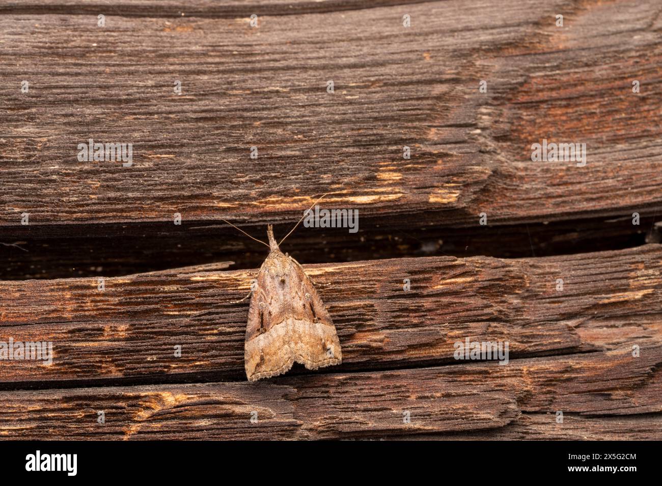 Hypena rostralis Family Erebidae Genus Hypena Buttoned snout moth wild ...
