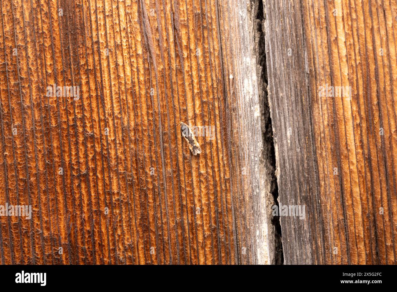 Cosmardia moritzella Family Gelechiidae Genus Cosmardia wild nature ...