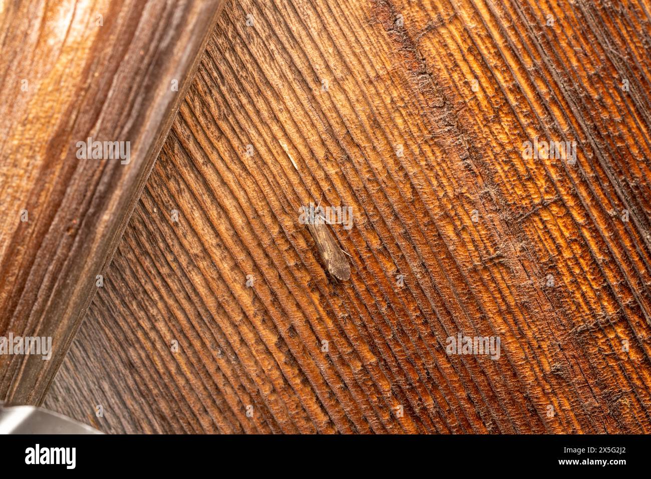 Lithuanian caddisflies hi-res stock photography and images - Alamy