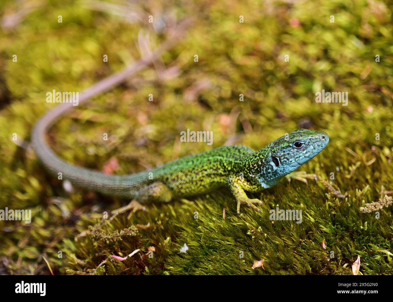European green lizard - Lacerta viridis male on moss Stock Photo - Alamy