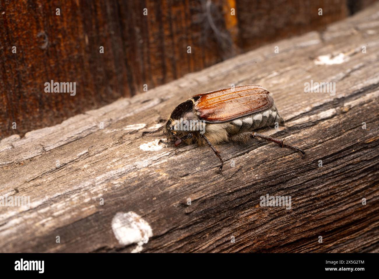 Melolontha melolontha Family Scarabaeidae Genus Melolontha Common ...