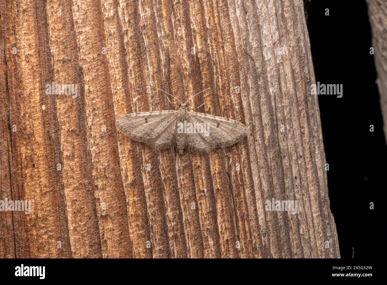 Eupithecia intricata Family Geometridae Genus Eupithecia Freyer's pug ...