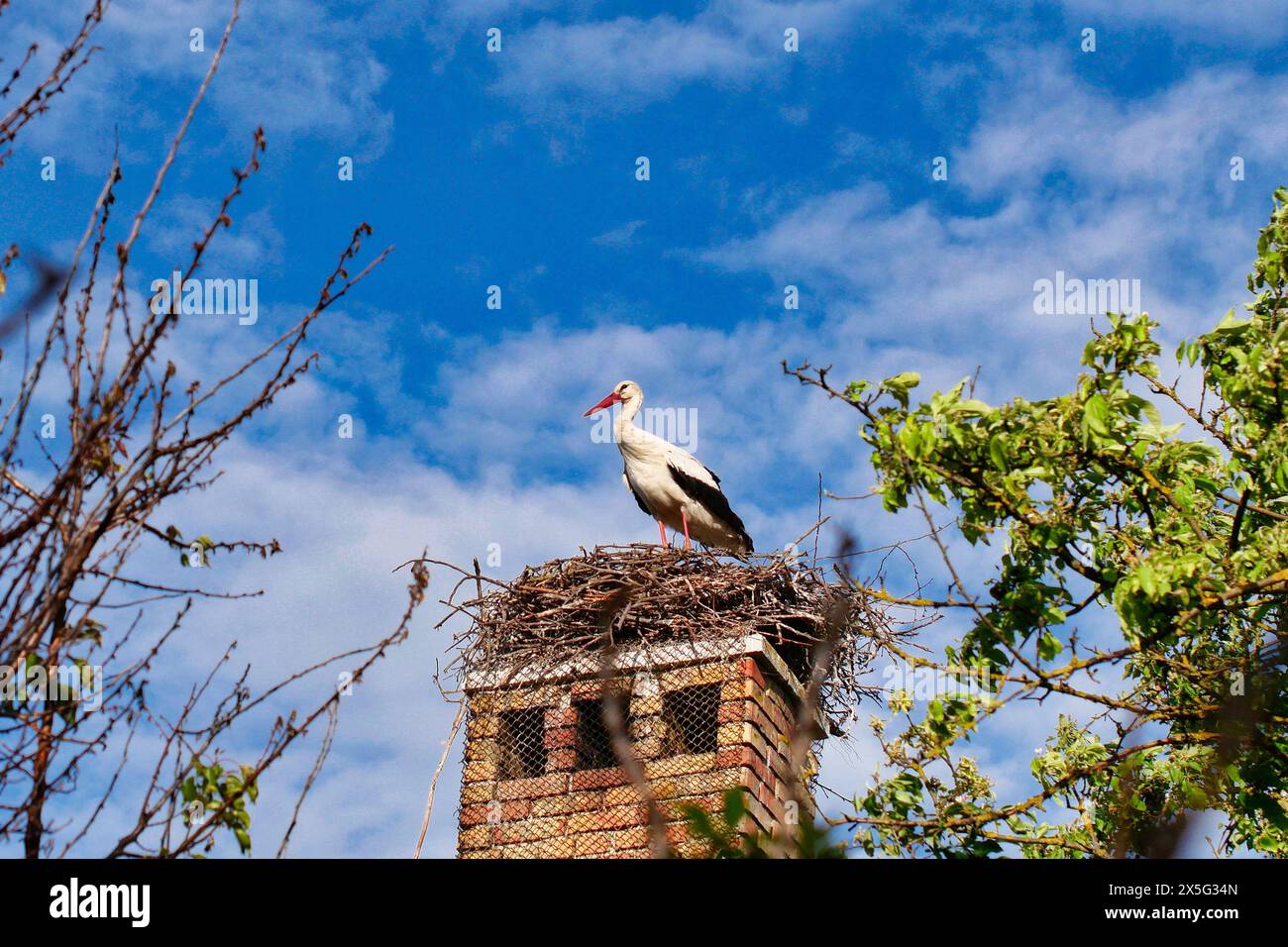European White stork Ciconia Ciconia on nest on top of old brick ...