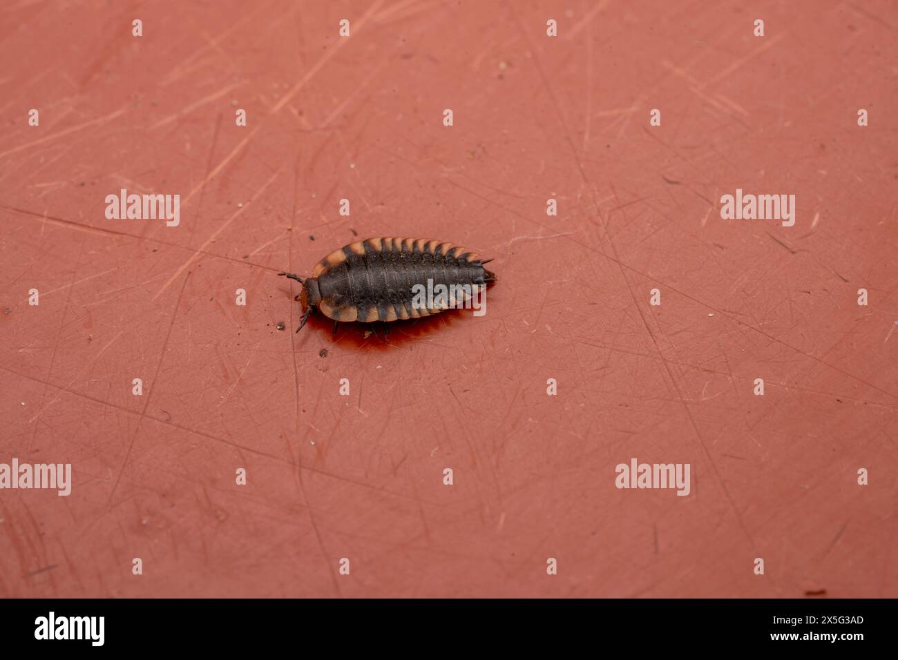 Oiceoptoma thoracicum Family Silphidae Genus Oiceoptoma Red-breasted ...