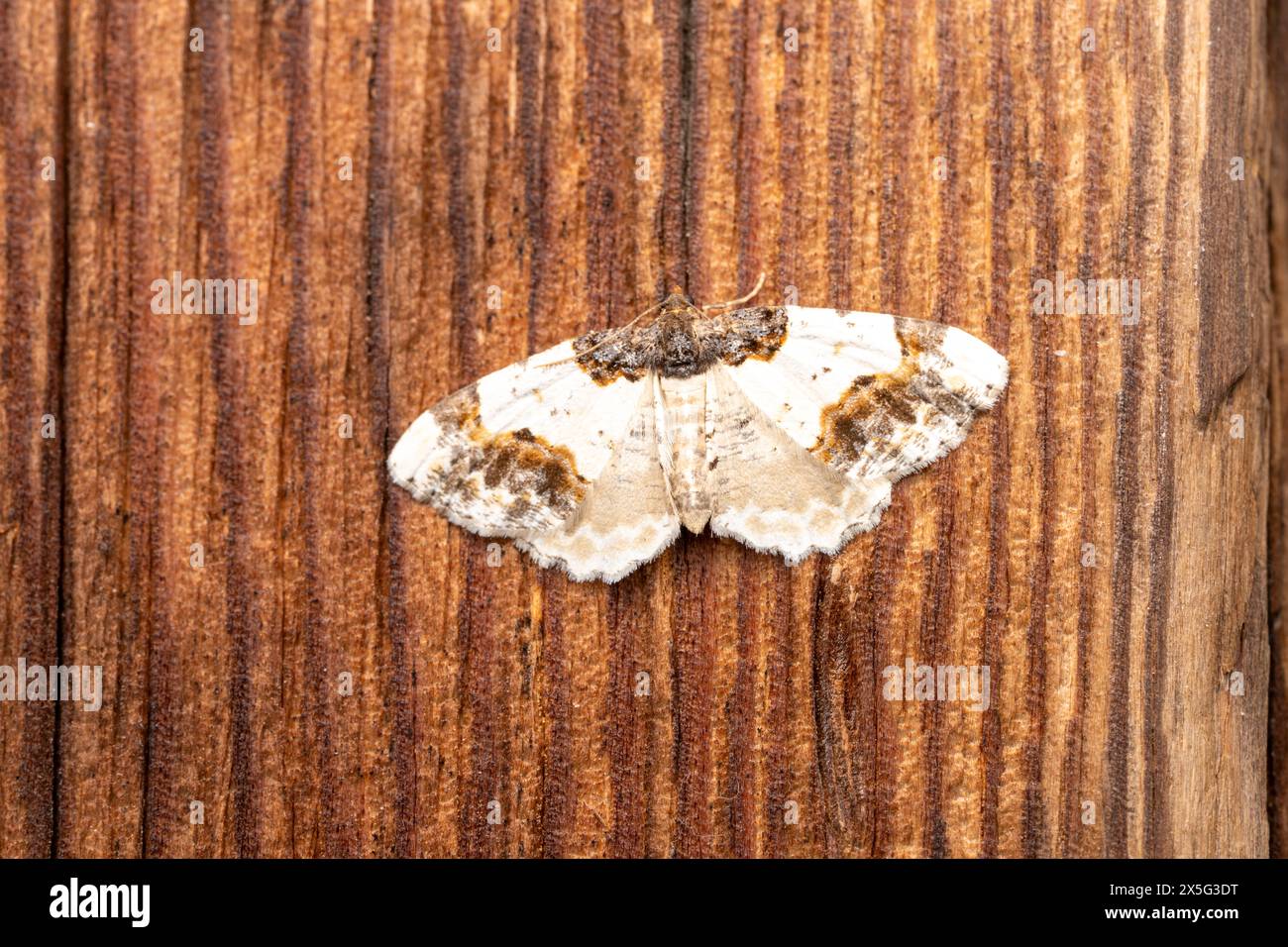 Ligdia adustata Family Geometridae Genus Ligdia Scorched carpet moth ...
