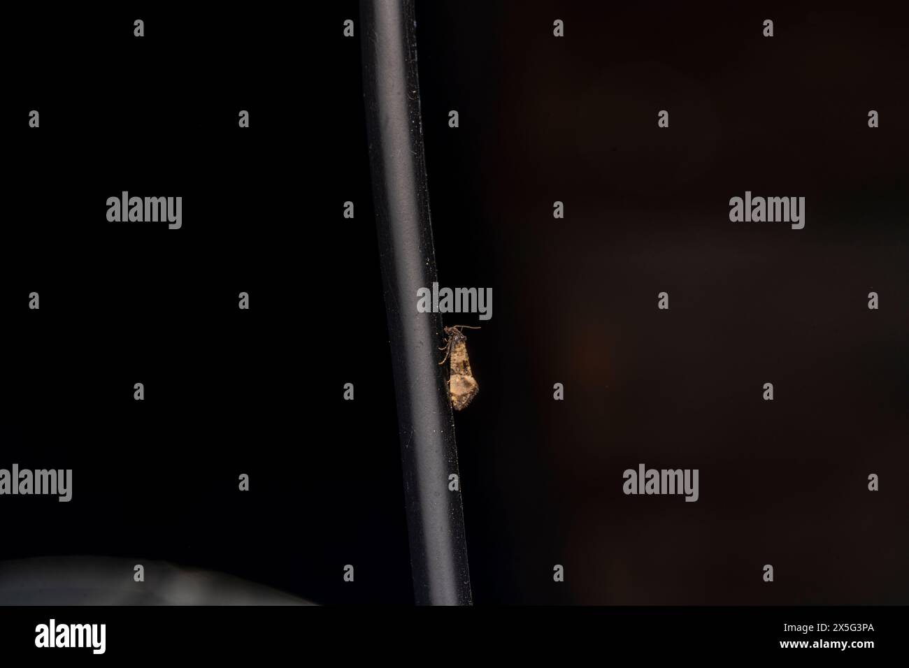 Cochylis dubitana Family Tortricidae Genus Cochylis Little conch moth ...